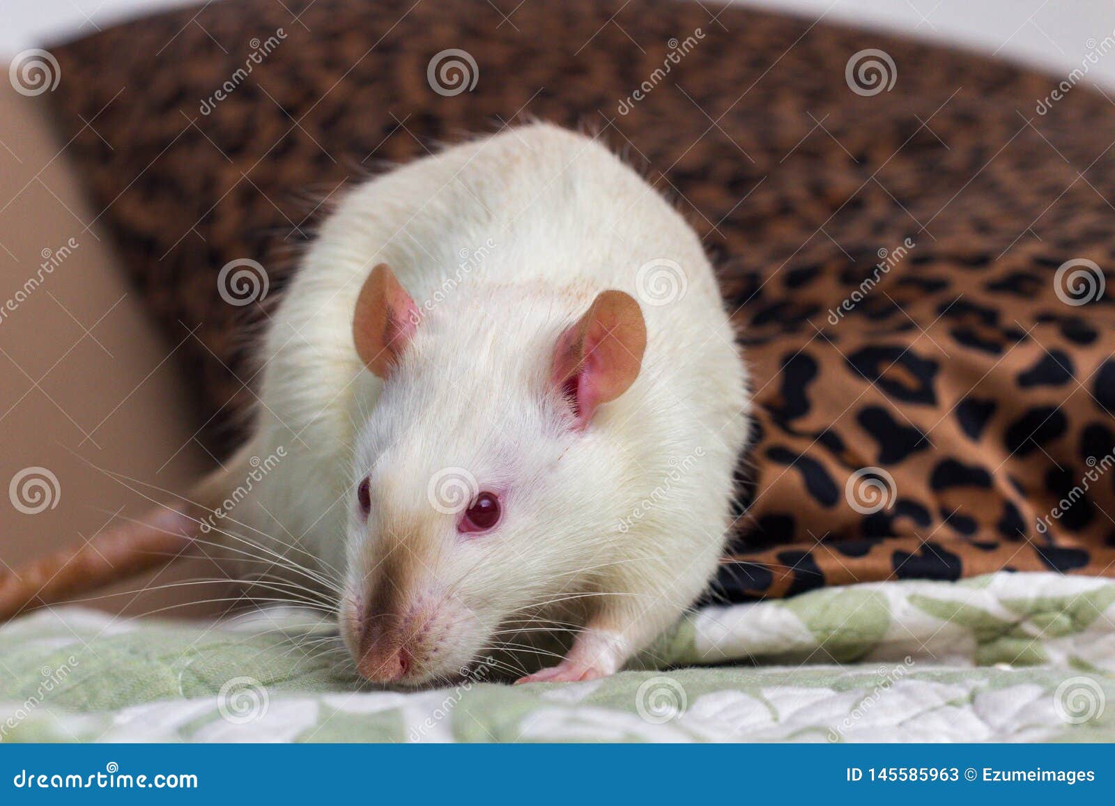 Fancy Pet Rat Sofa stock image. Image of mammal, couch - 145585963