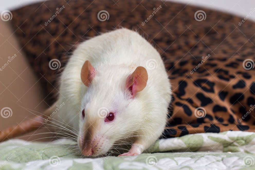 Fancy Pet Rat Sofa stock image. Image of mammal, couch - 145585963