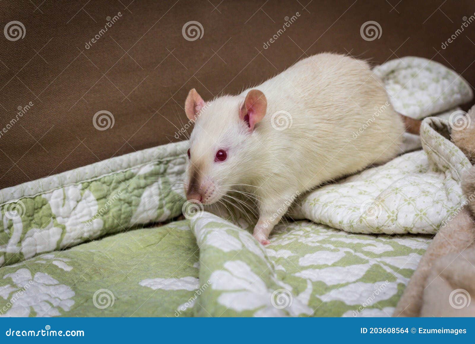 Fancy Pet Rat Sofa stock photo. Image of rodent, cute - 203608564