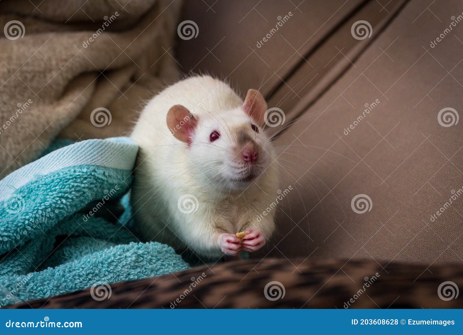 Fancy Pet Rat Sofa stock photo. Image of furry, pocket - 203608628