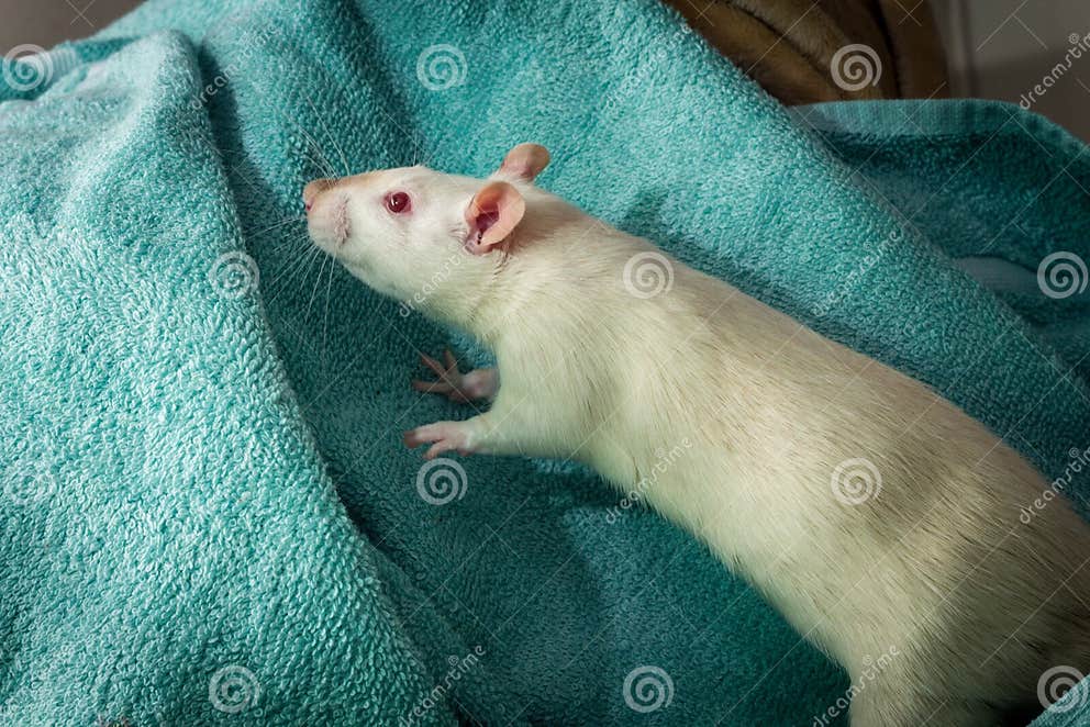 Fancy Pet Rat Sofa stock photo. Image of beige, dark - 203608742