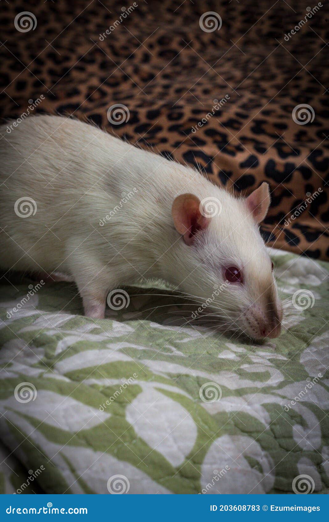 Fancy Pet Rat Sofa stock image. Image of fancy, eyes - 203608783