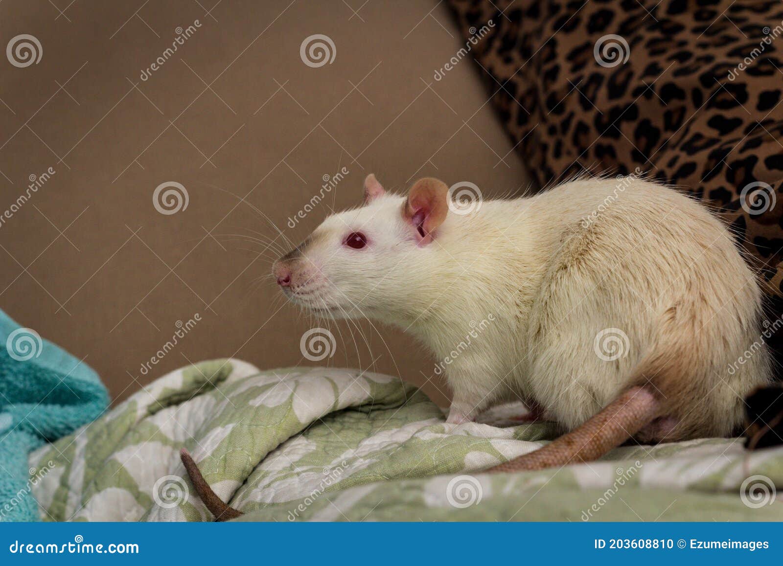 Fancy Pet Rat Sofa stock photo. Image of mammal, friendly - 203608810
