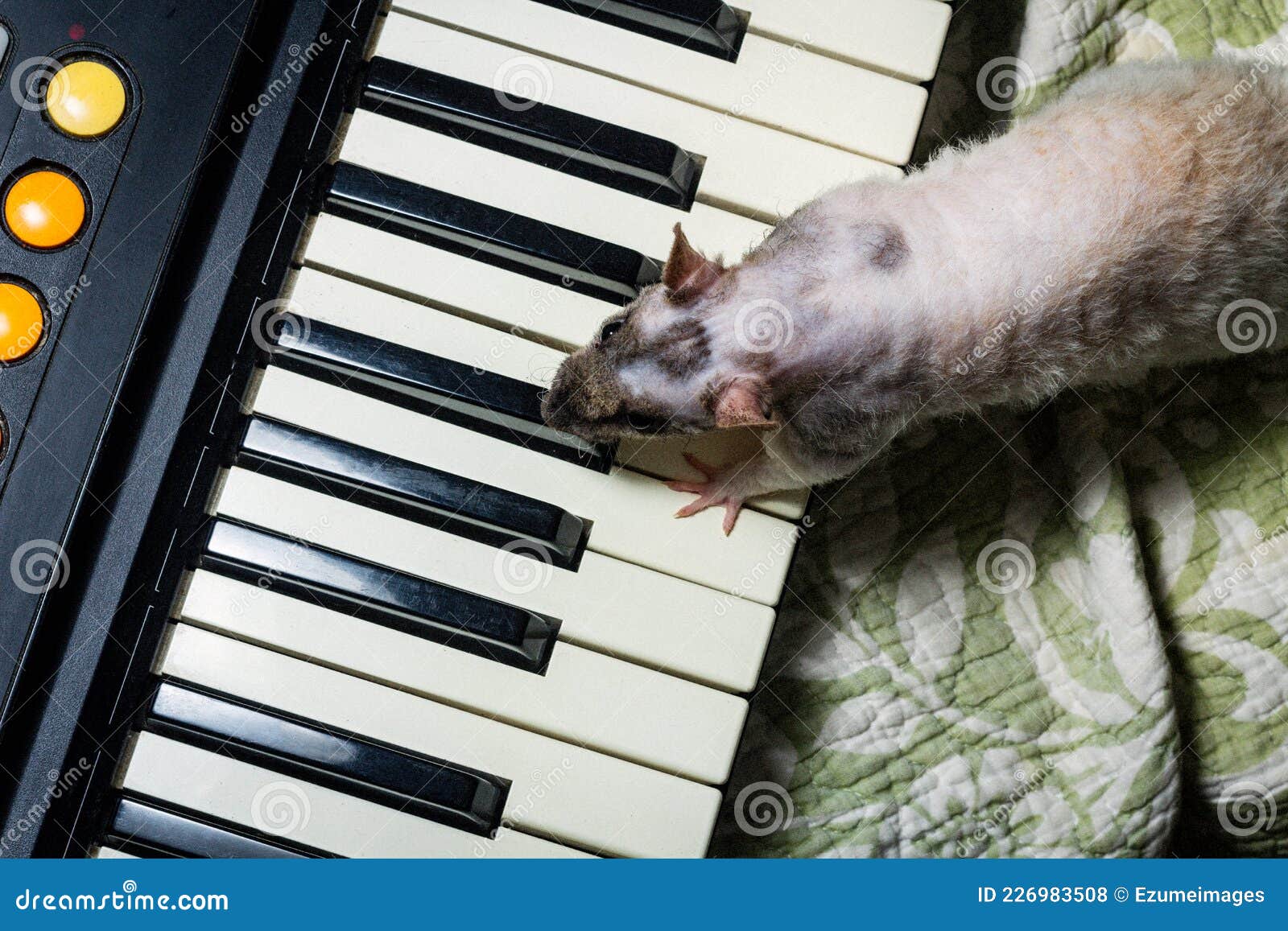 Pet Rats Musical Instruments Stock Photo - Image of cute, music: 226983508