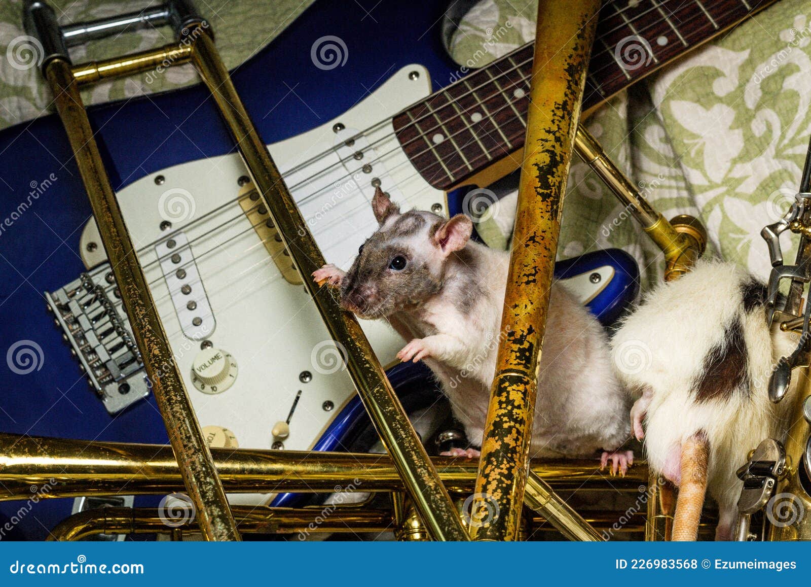 Pet Rats Musical Instruments Stock Photo - Image of brass, norvegicus ...