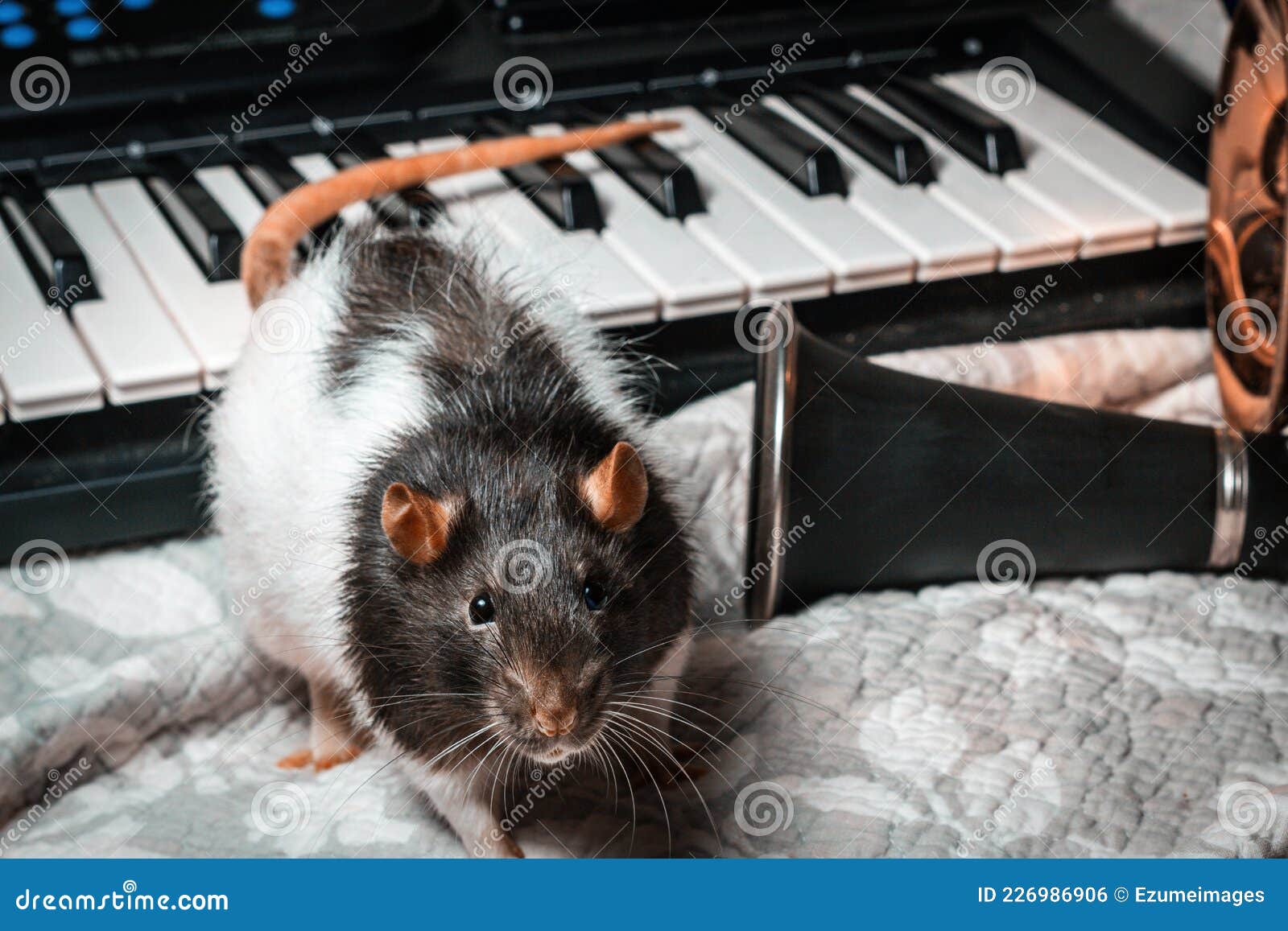 Pet Rats Musical Instruments Stock Photo - Image of exploring, band ...