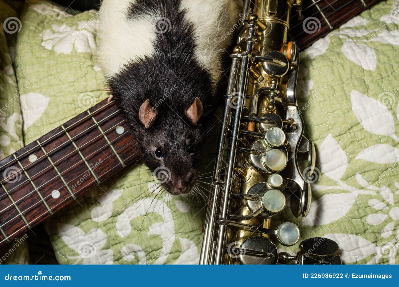 Pet Rats Musical Instruments Stock Photo - Image of hooded, experiment ...