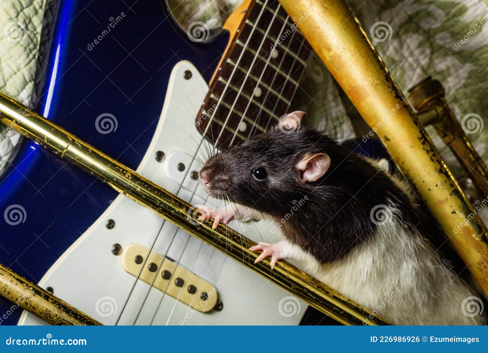 Pet Rats Musical Instruments Stock Photo - Image of rodent, grunge ...