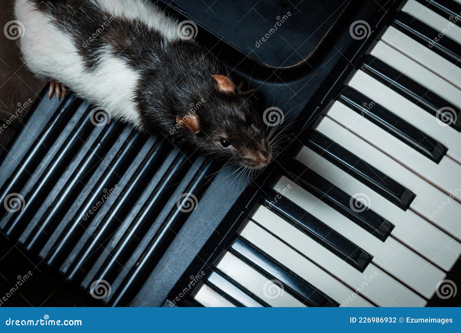 Pet Rats Musical Instruments Stock Photo - Image of band, exploring ...