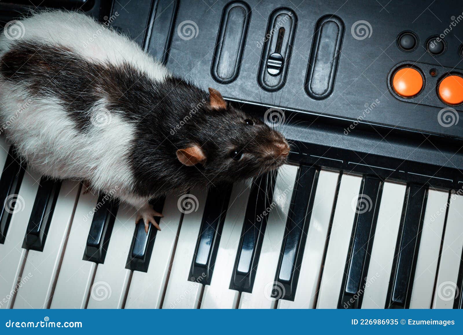 Pet Rats Musical Instruments Stock Image - Image of domesticated, fancy ...