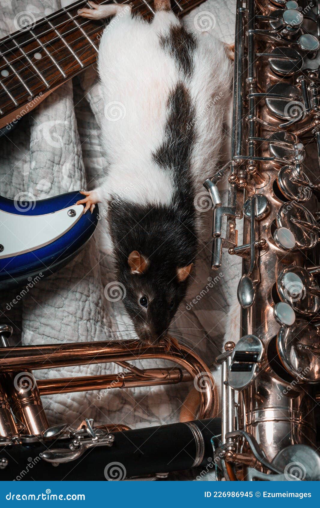 Pet Rats Musical Instruments Stock Image - Image of grunge, breed ...