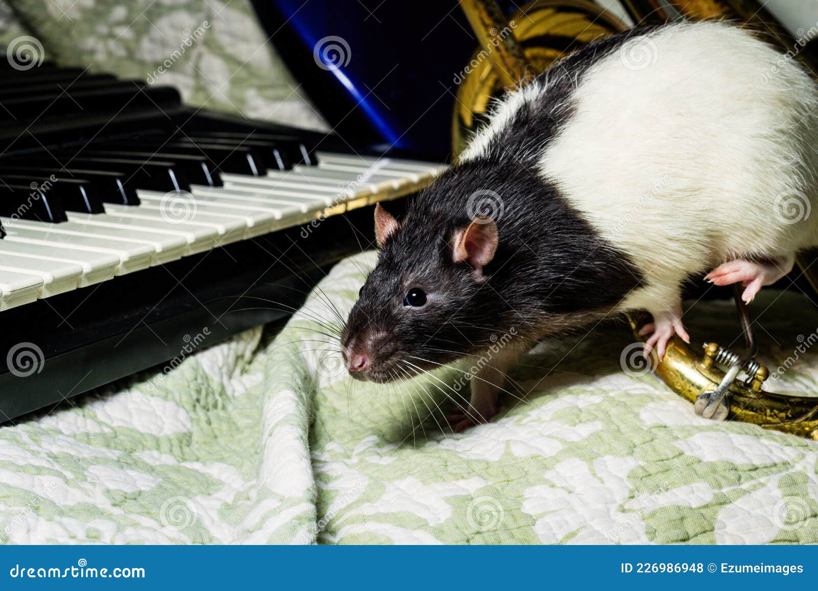 Pet Rats Musical Instruments Stock Photo - Image of rock, brass: 226986948