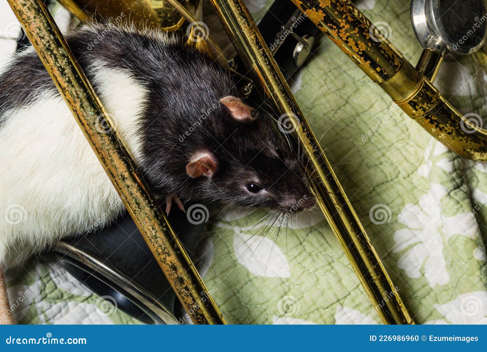 Pet Rats Musical Instruments Stock Photo - Image of jazz, science ...