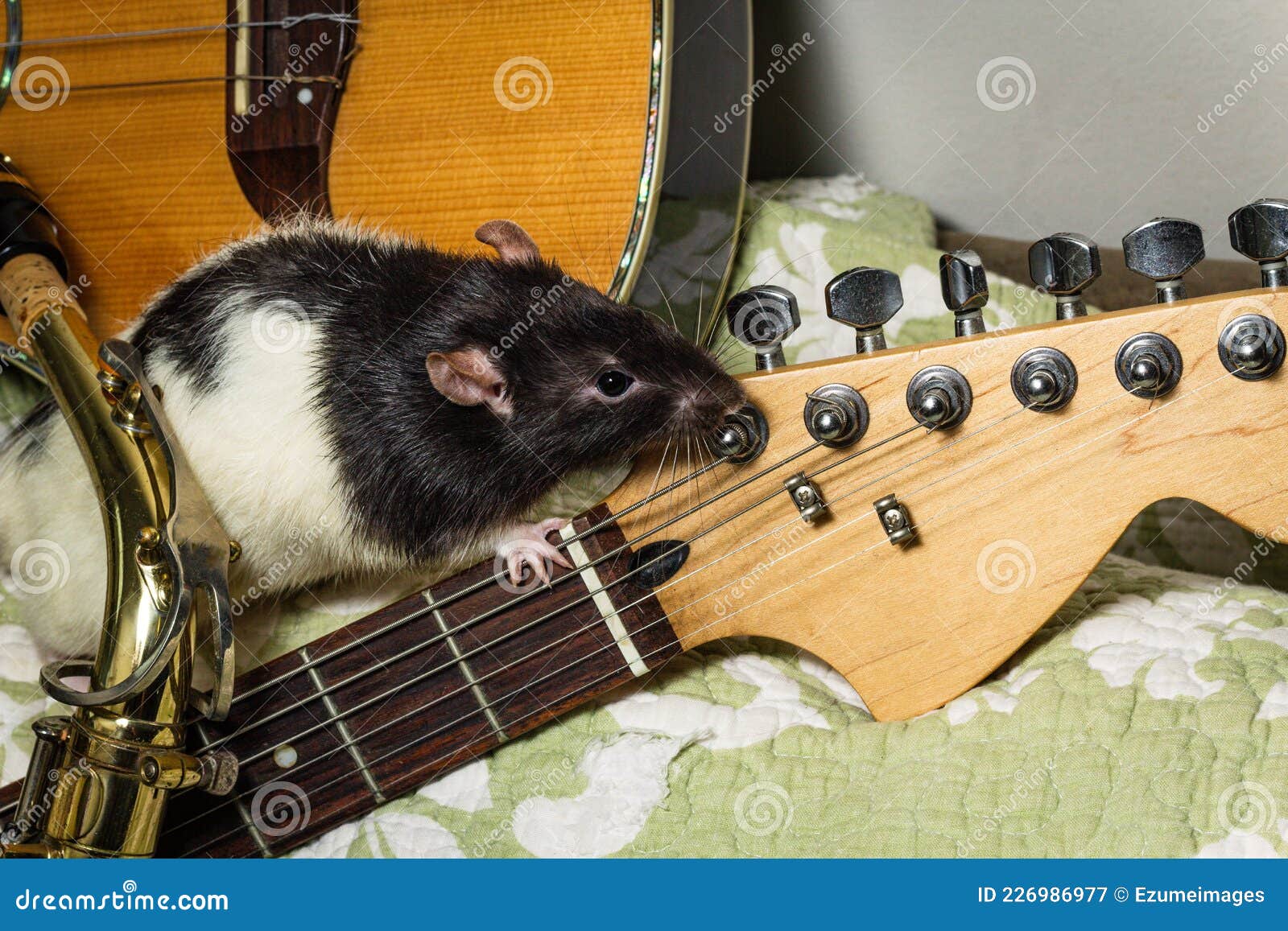 Pet Rats Musical Instruments Stock Image - Image of electric, grunge ...