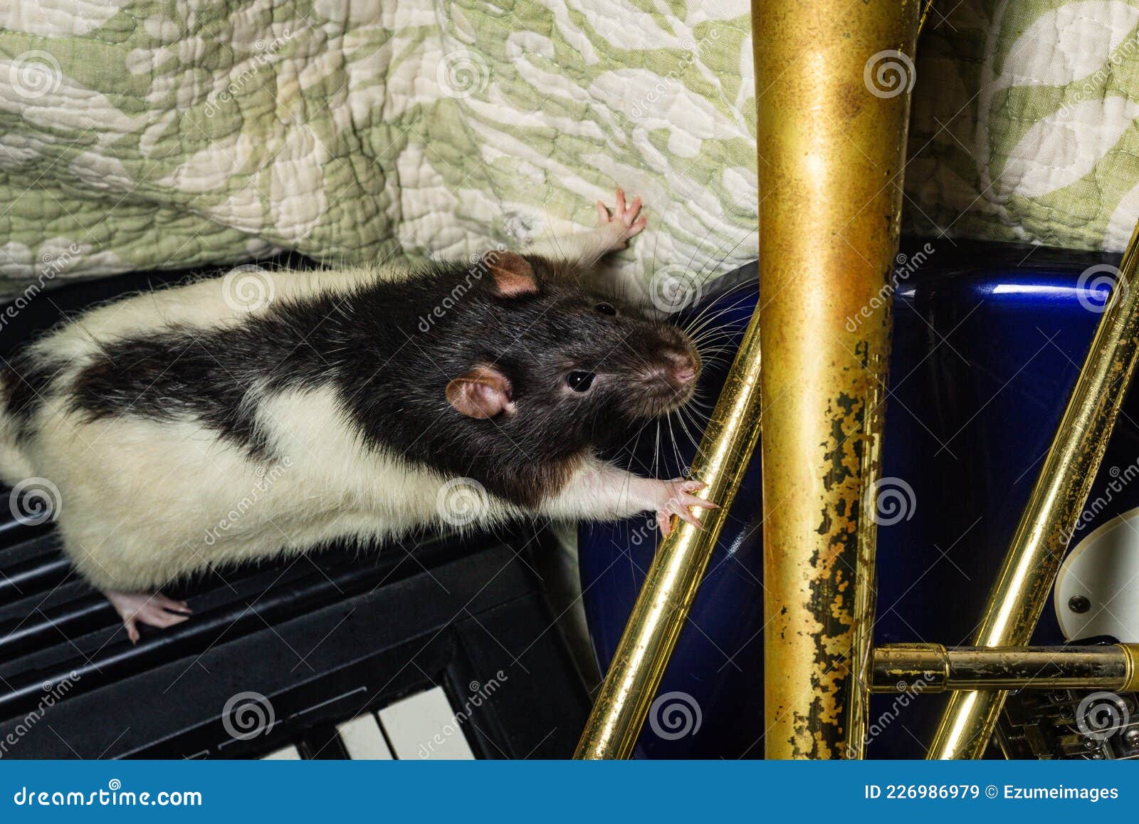 Pet Rats Musical Instruments Stock Image - Image of electric ...