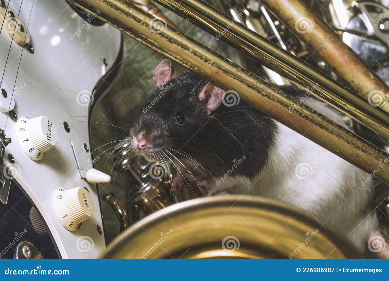 Pet Rats Musical Instruments Stock Image - Image of musical, adult ...