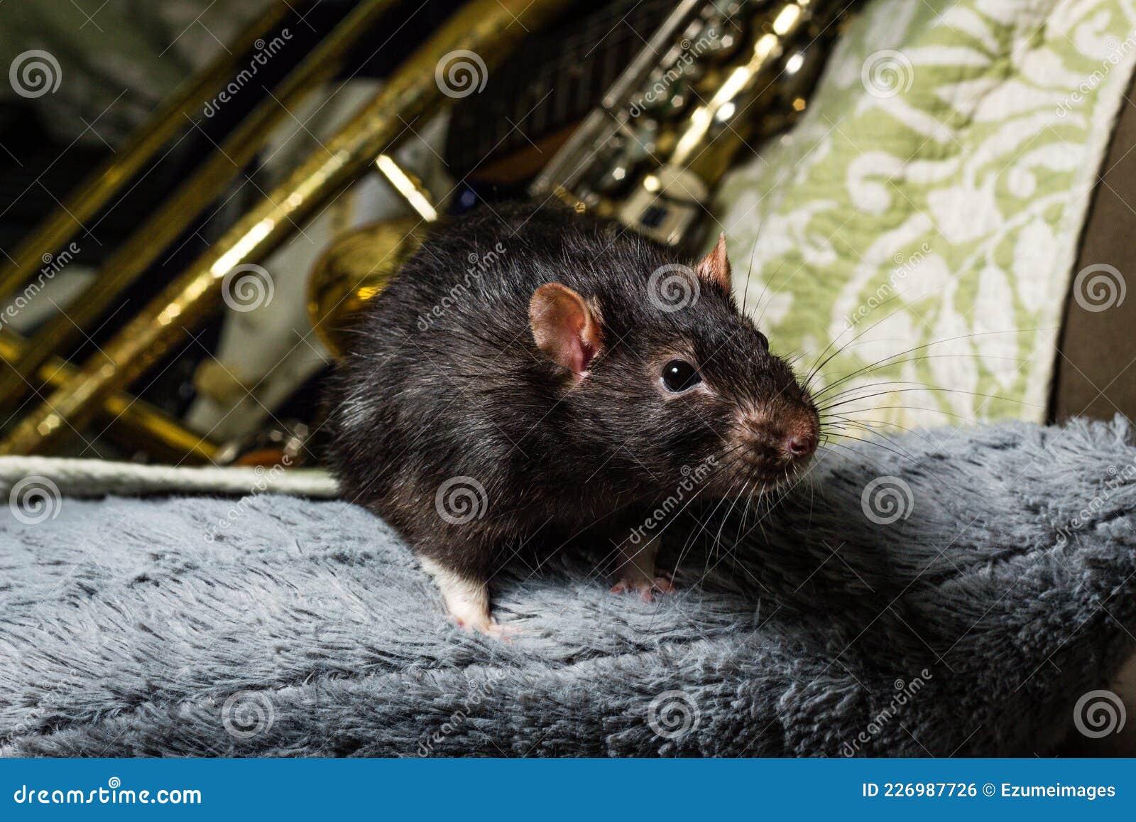 Pet Rats Musical Instruments Stock Photo - Image of friend ...