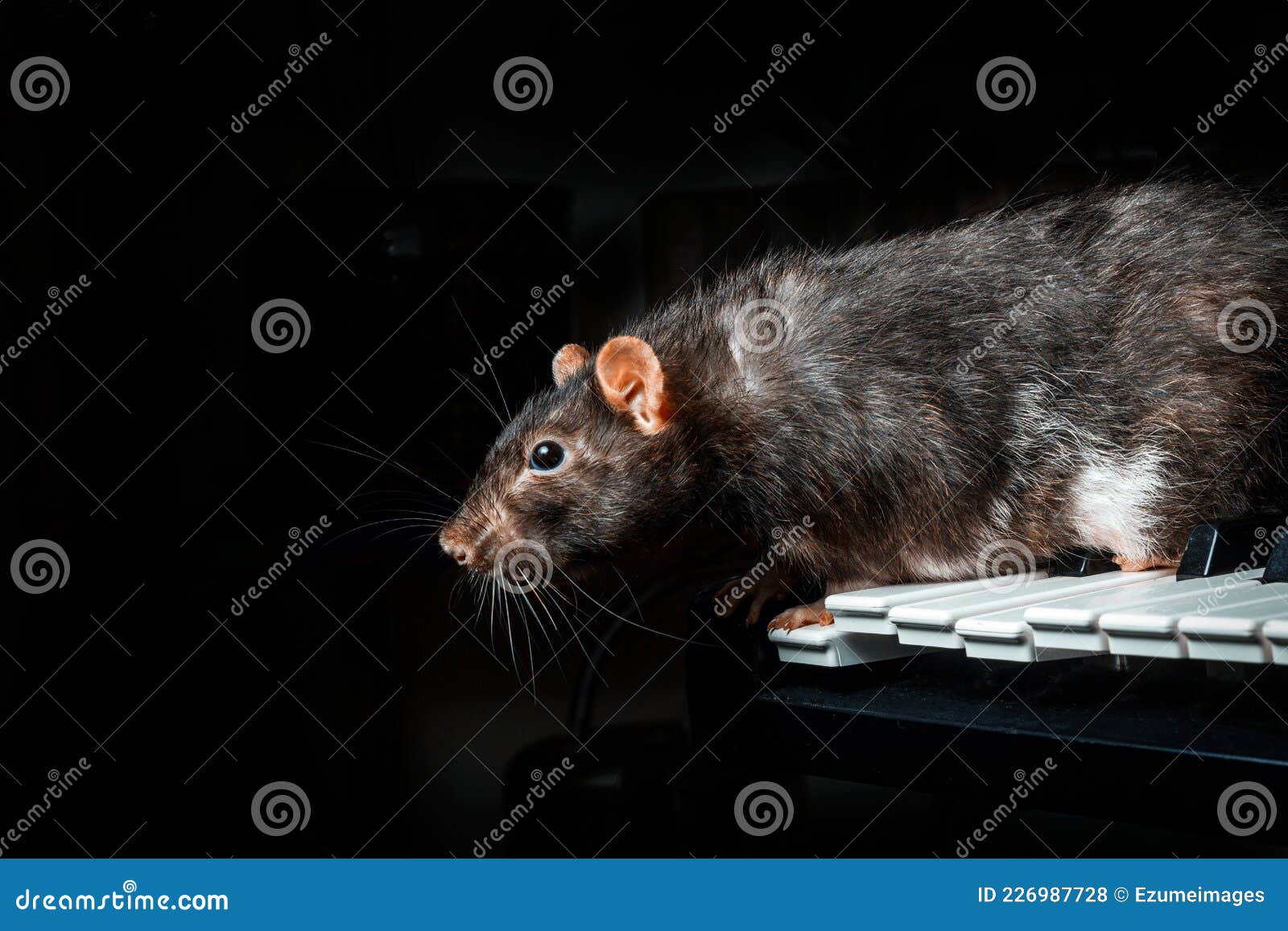 Pet Rats Musical Instruments Stock Photo - Image of berkshire, friend ...