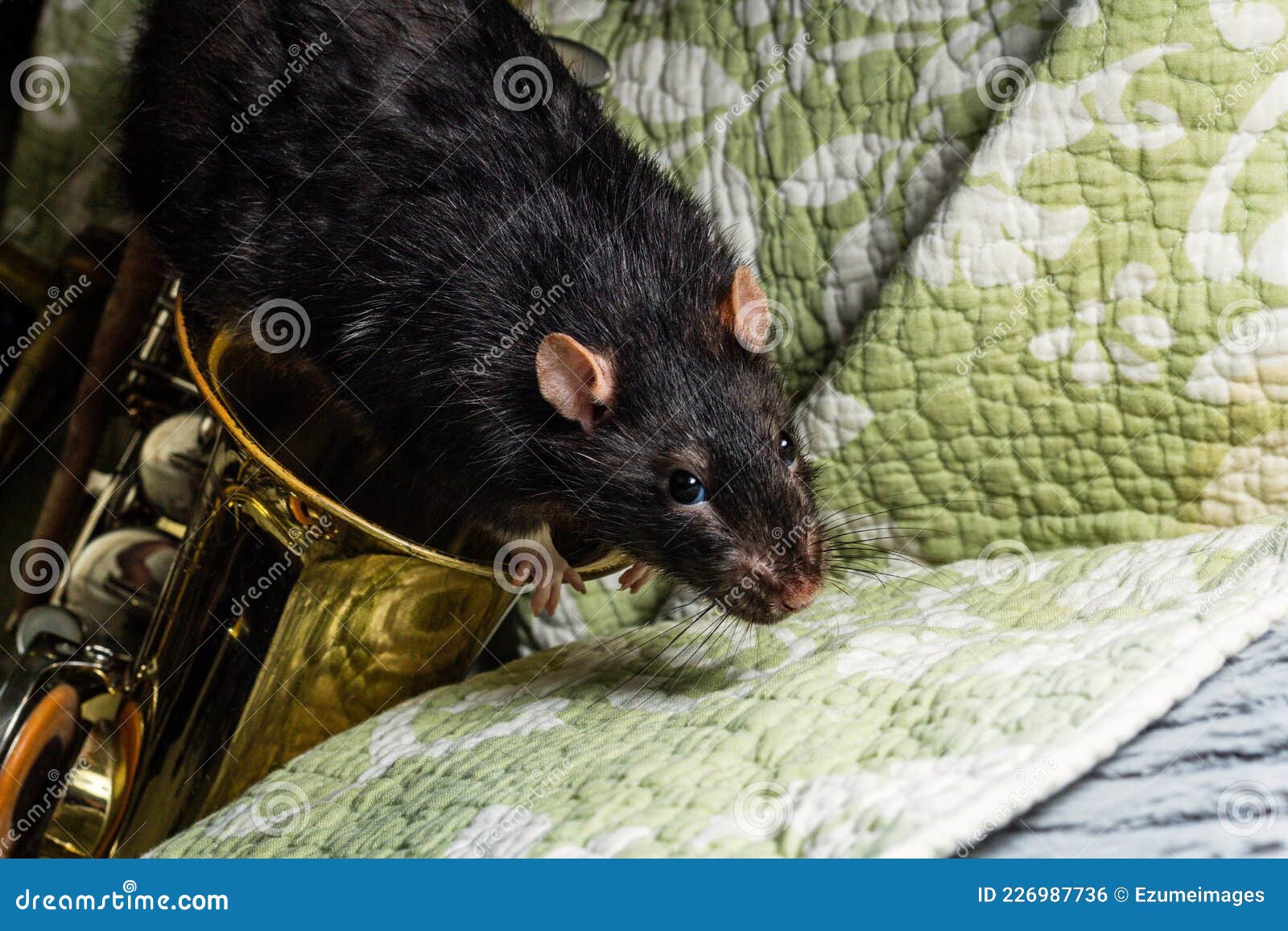 Pet Rats Musical Instruments Stock Photo - Image of mischief, rodent ...