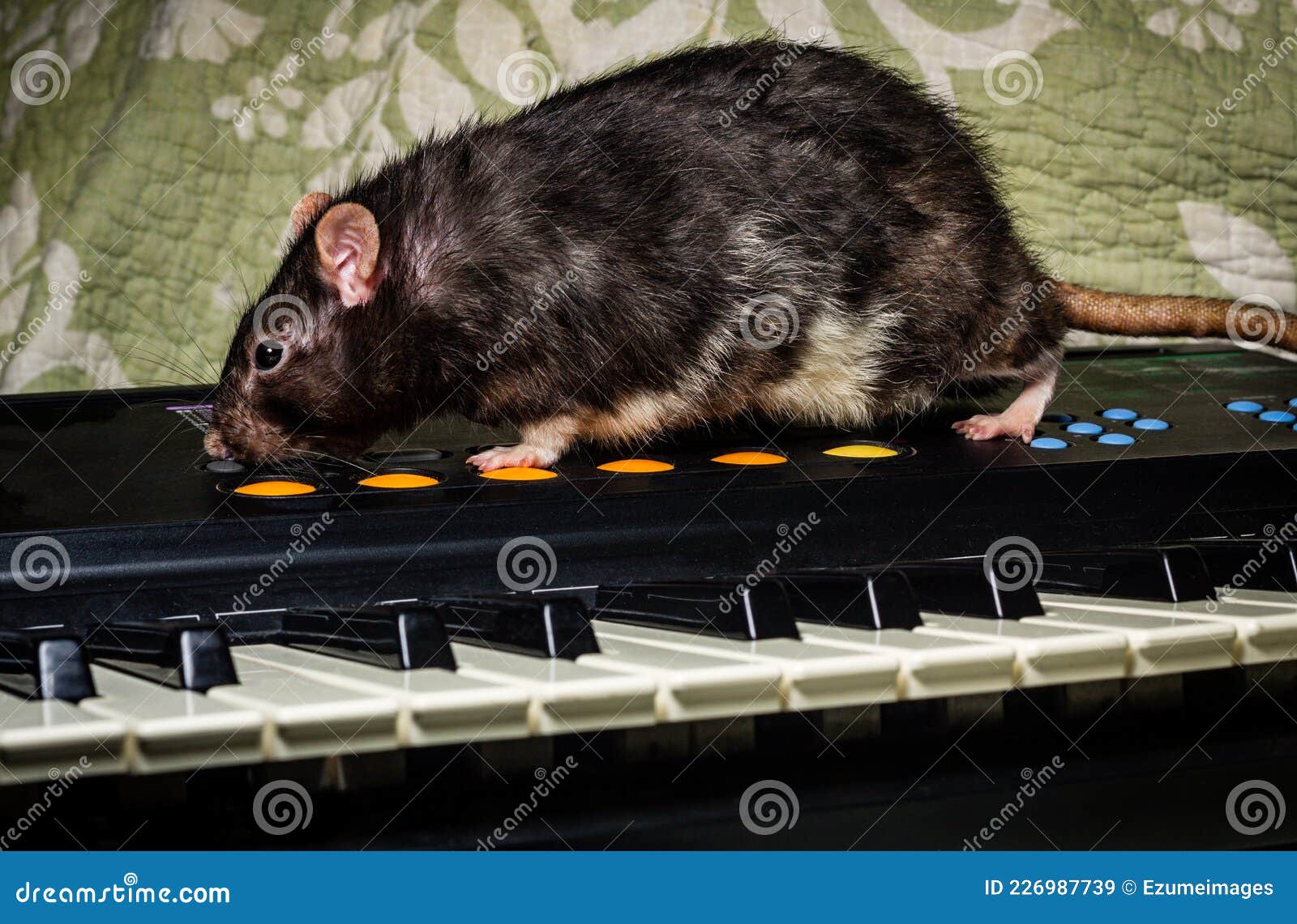 Pet Rats Musical Instruments Stock Image - Image of experiment ...