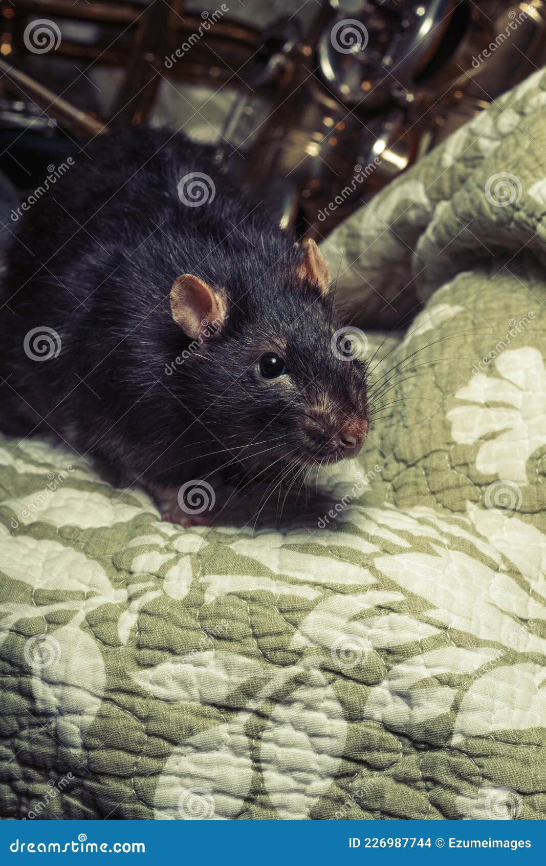 Pet Rats Musical Instruments Stock Photo - Image of song, exploring ...
