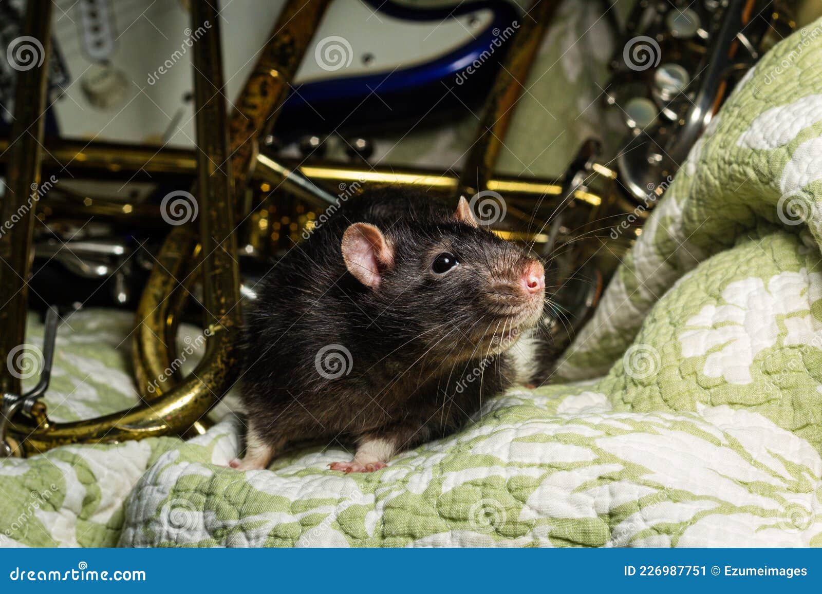 Pet Rats Musical Instruments Stock Image - Image of band, mammal: 226987751