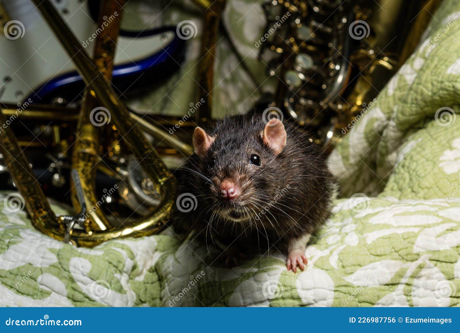 Pet Rats Musical Instruments Stock Photo - Image of musical, exploring ...