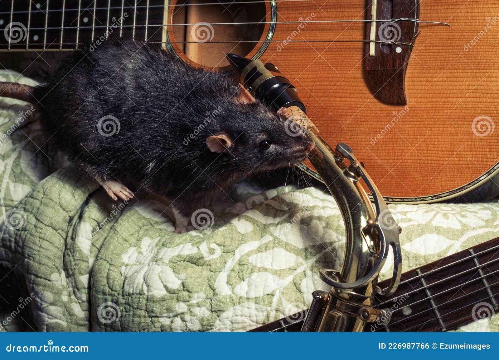 Pet Rats Musical Instruments Stock Photo - Image of band, brass: 226987766