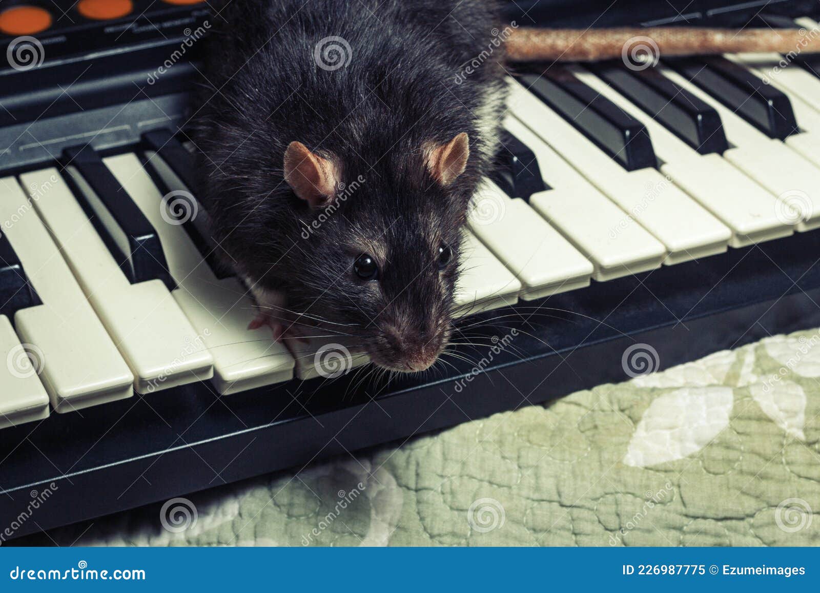 Pet Rats Musical Instruments Stock Image - Image of classical, friend ...