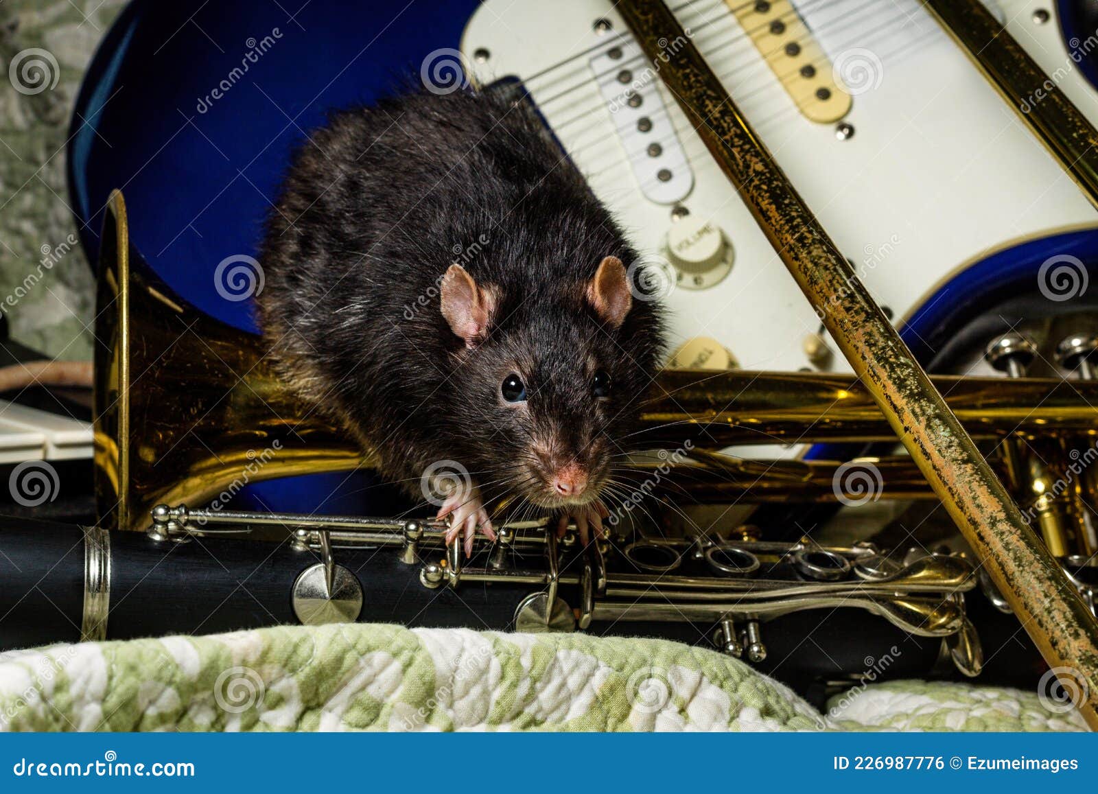 Pet Rats Musical Instruments Stock Photo - Image of cute, rock: 226987776