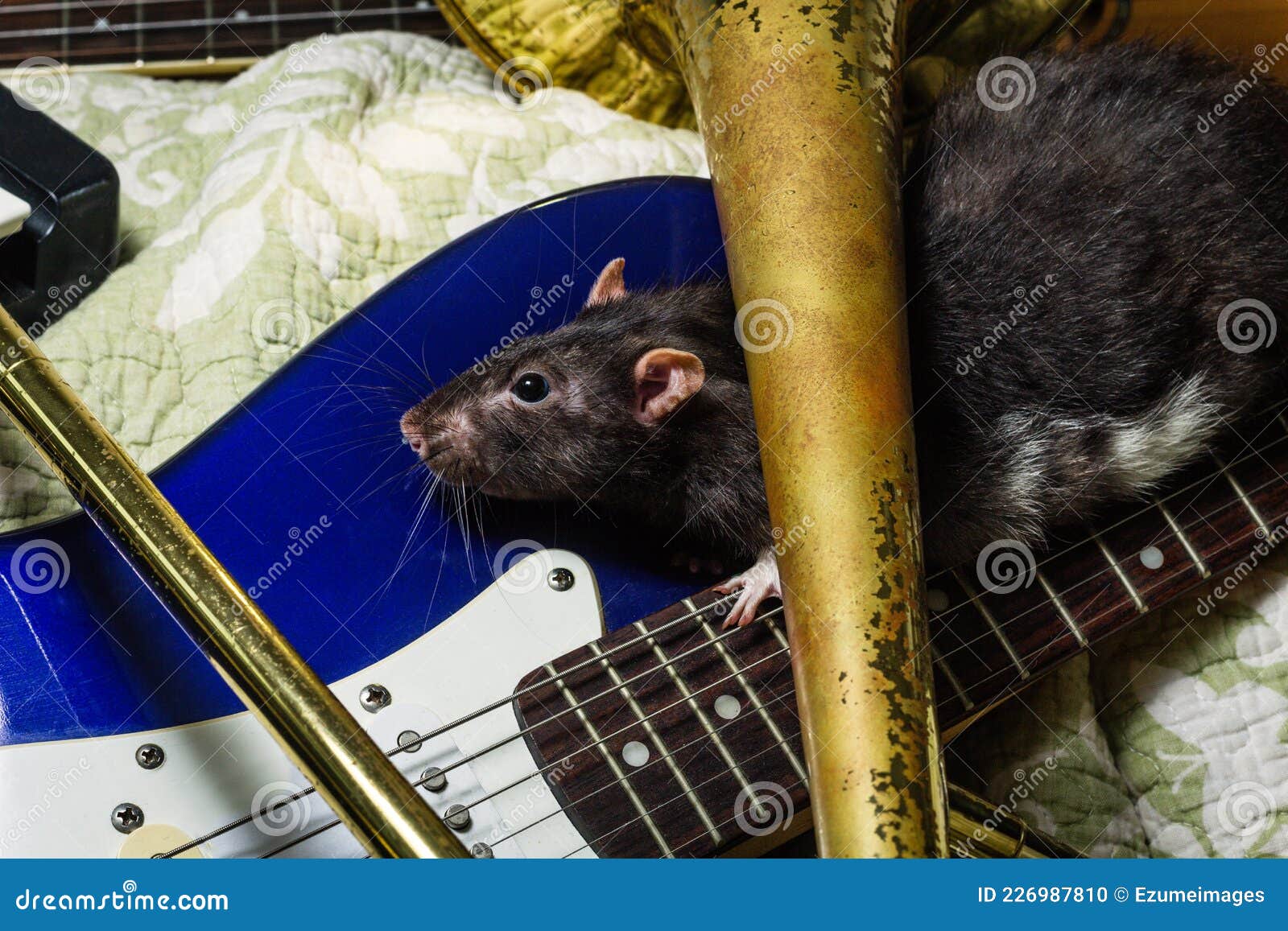 Pet Rats Musical Instruments Stock Photo - Image of music, breed: 226987810