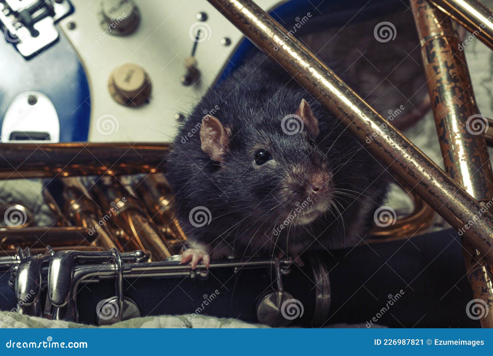 Pet Rats Musical Instruments Stock Image - Image of orchestra ...