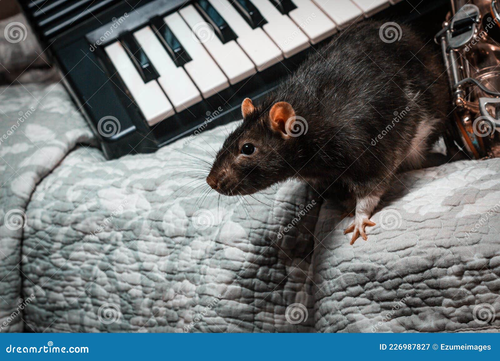 Pet Rats Musical Instruments Stock Image - Image of music, science ...