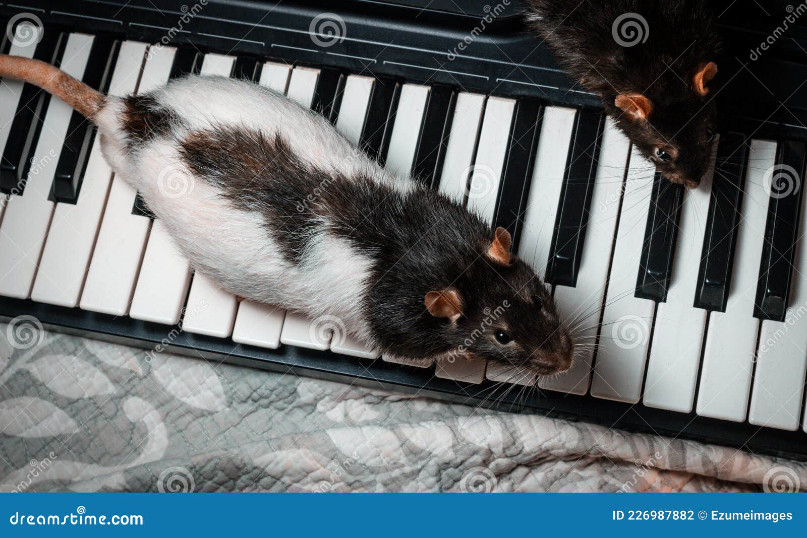 Pet Rats Musical Instruments Stock Photo - Image of mammal, jazz: 226987882