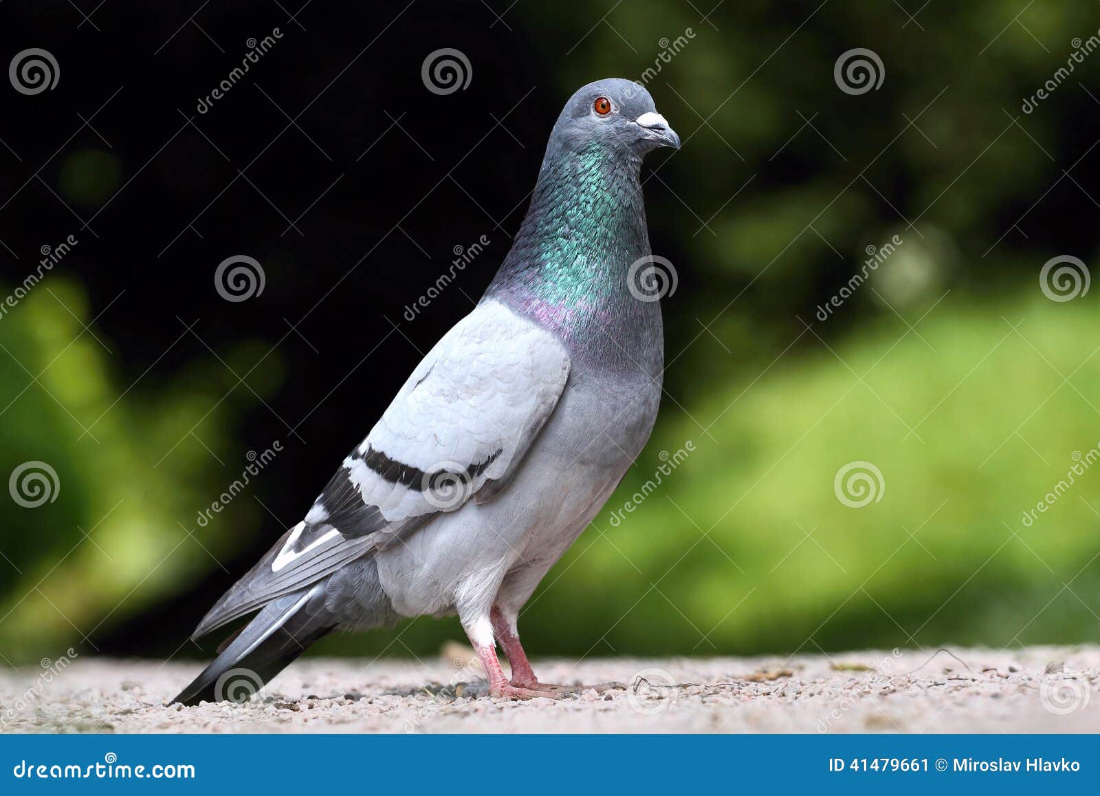 Fancy pigeon stock image. Image of bill, nature, flanker - 41479661