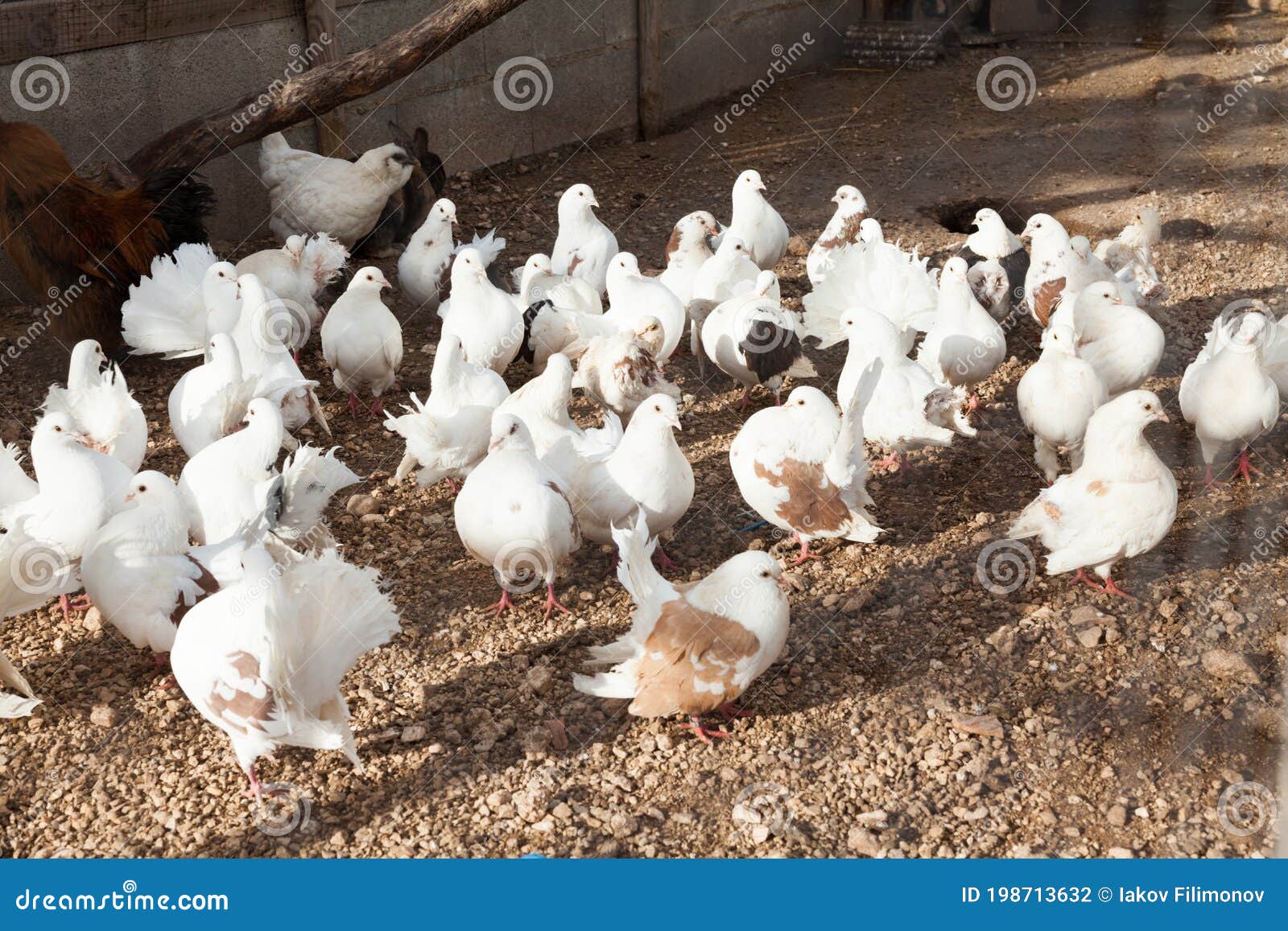 Fancy pigeons in aviary stock photo. Image of husbandry - 198713632