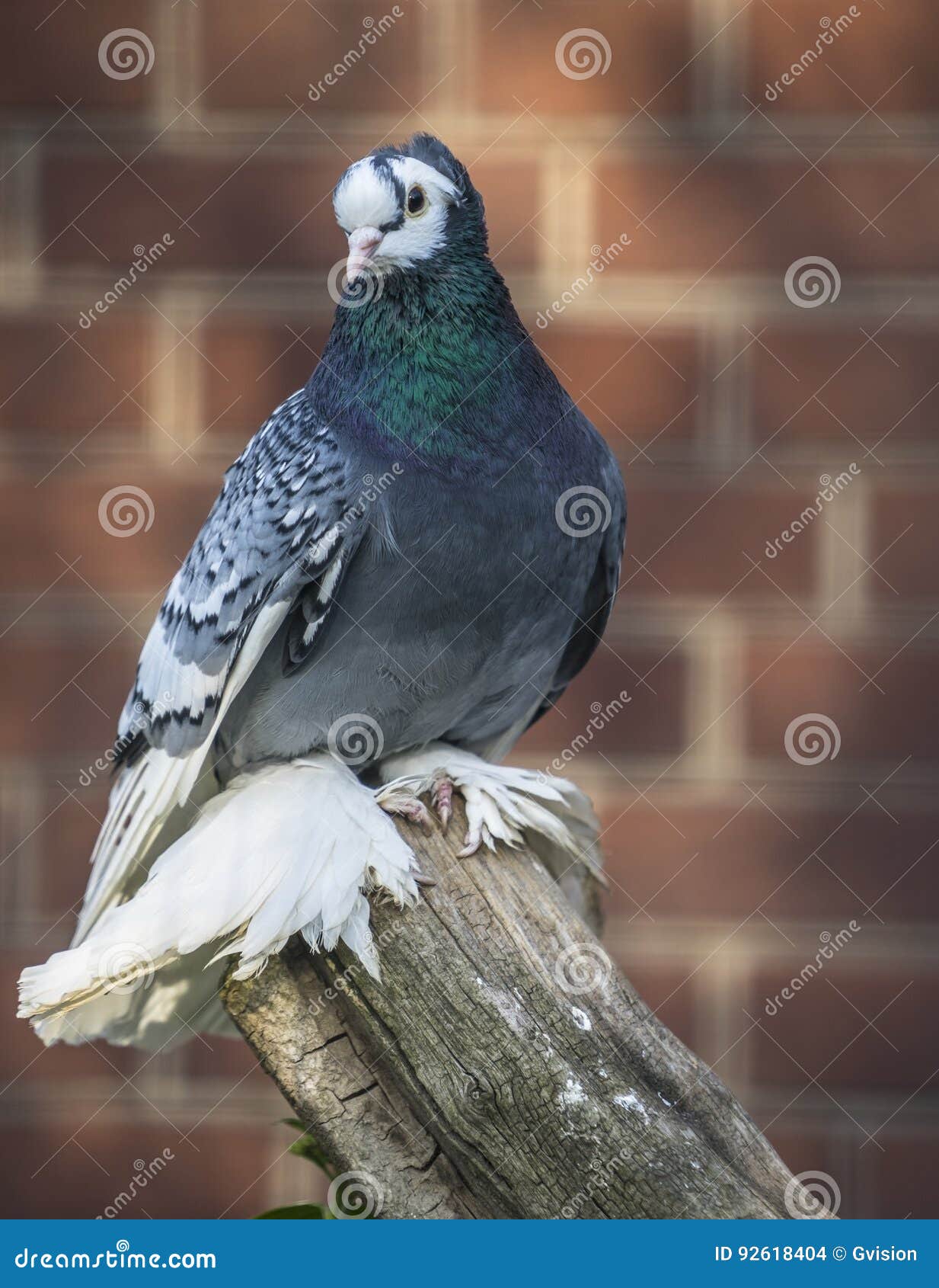 Fancy Pigion stock photo. Image of wildlife, outdoors - 92618404