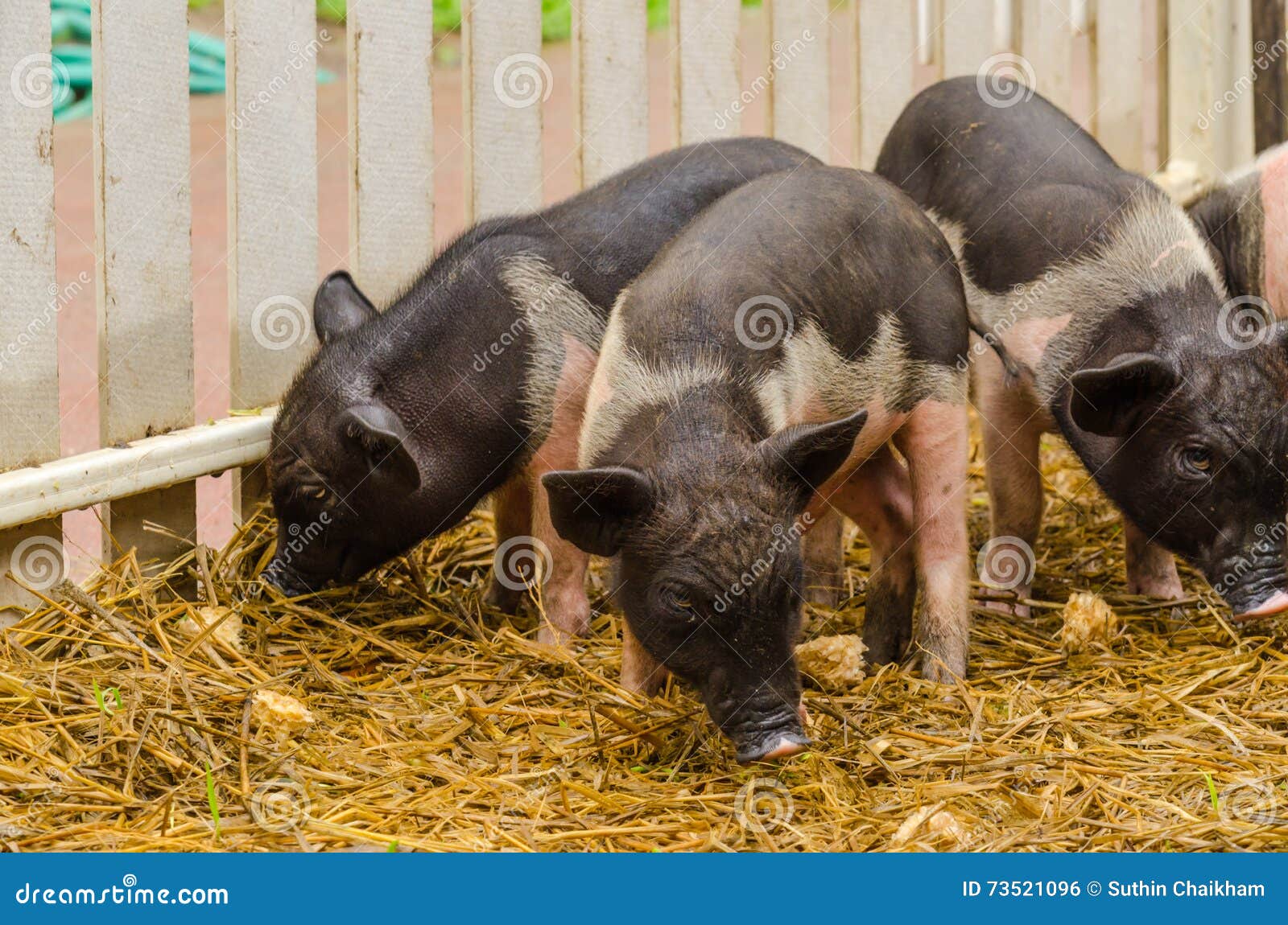 Fancy piglet stock photo. Image of nature, farming, industry - 73521096