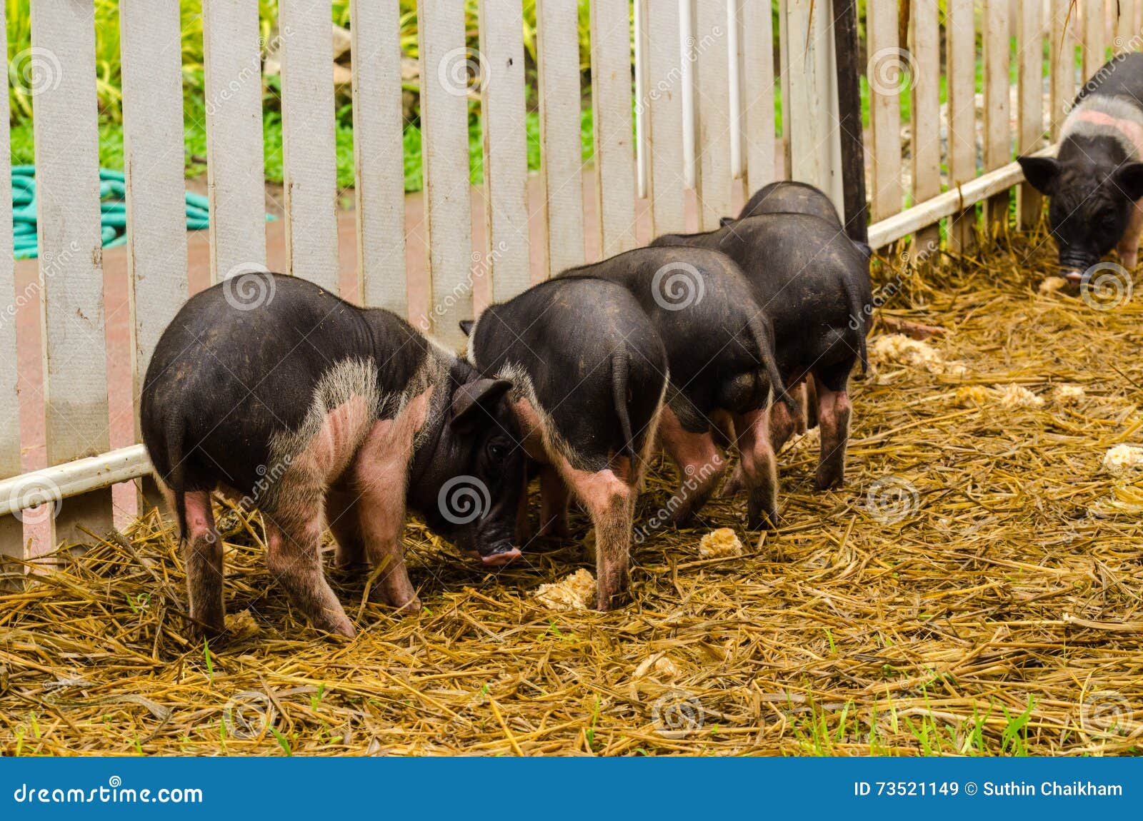 Fancy piglet stock image. Image of ears, domestic, nature - 73521149