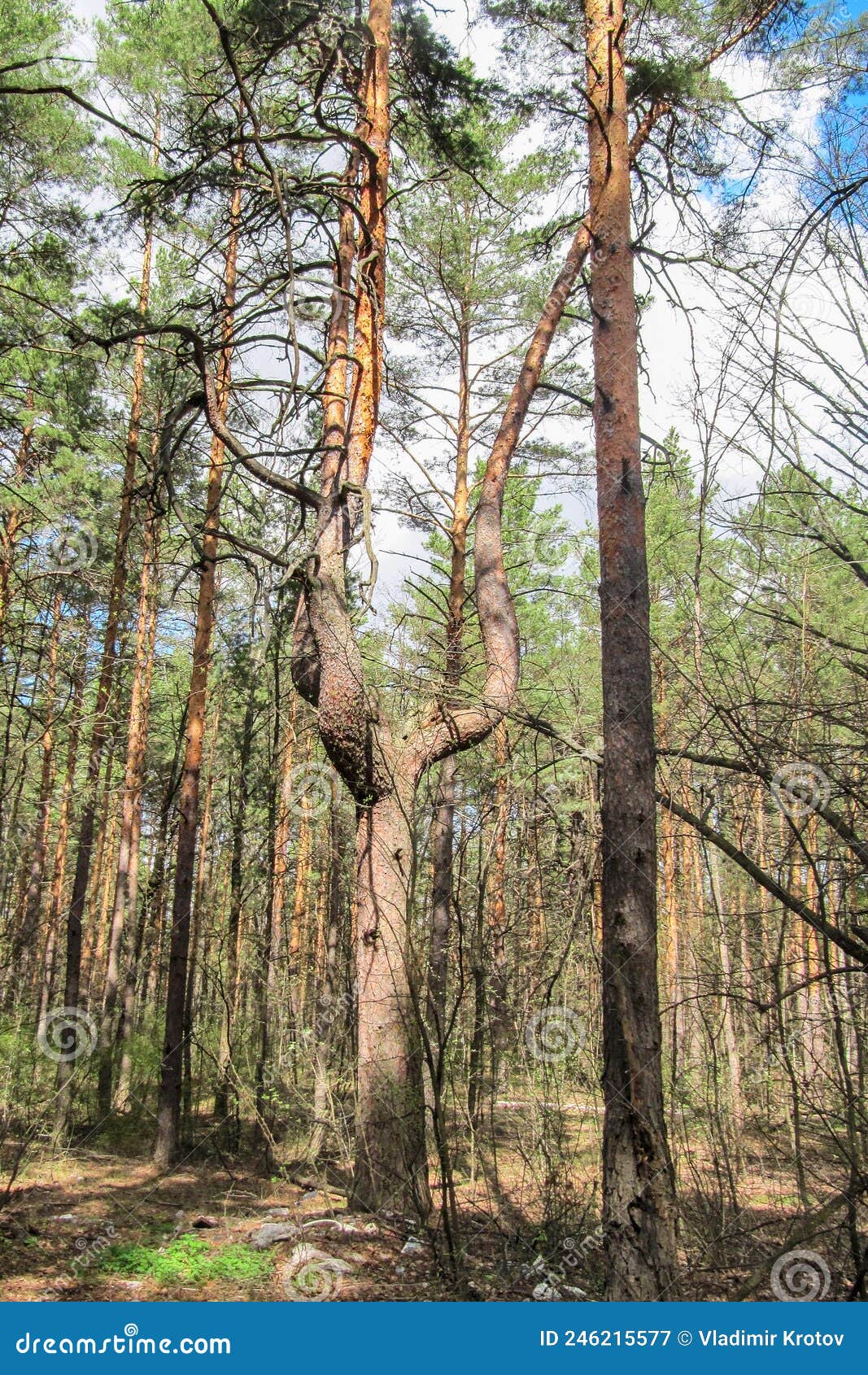 Fancy Pine stock image. Image of curved, fancy, plant - 246215577