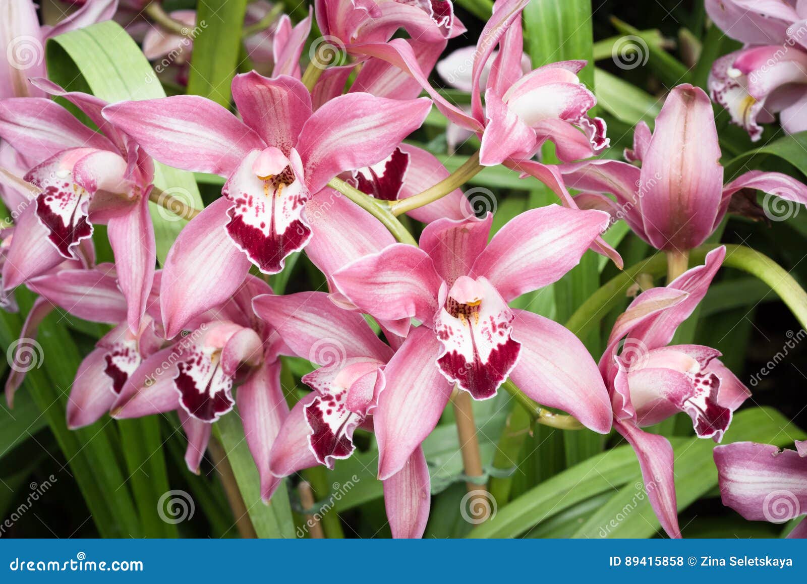 Fancy pink orchids stock photo. Image of delicate, botany - 89415858