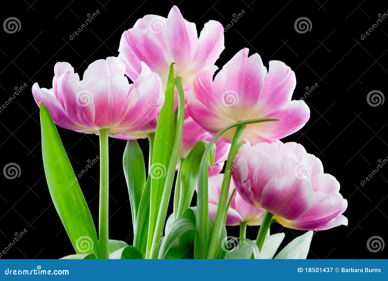 Fancy Pink Tulips on Black stock image. Image of innocence - 18501437