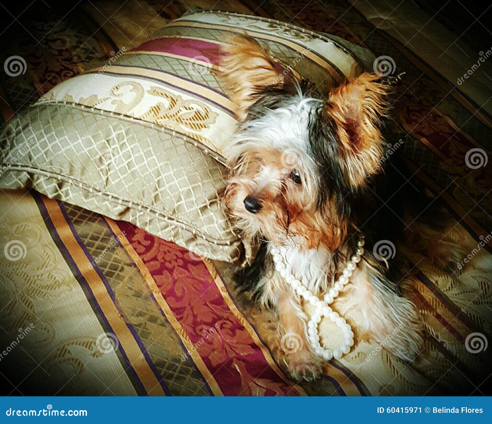 Fancy Puppy stock image. Image of yorkie, puppy, pearls - 60415971