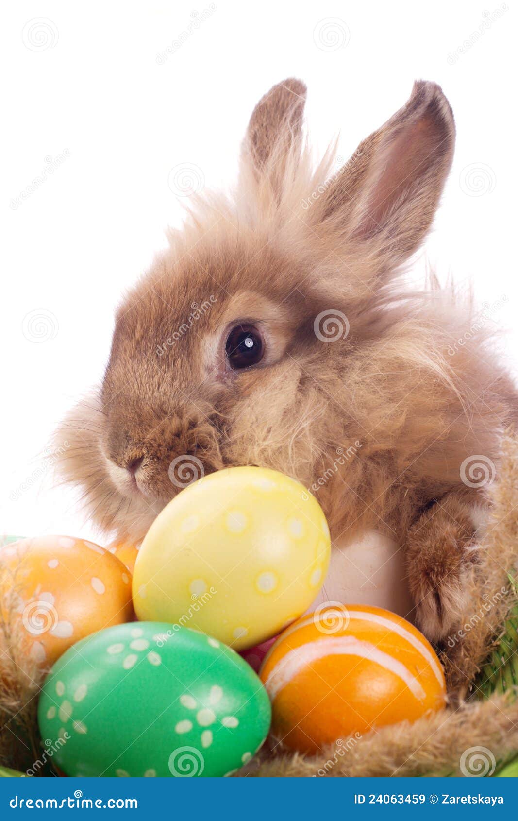 Fancy Rabbit and Easter Eggs Stock Image - Image of sitting, sweet ...