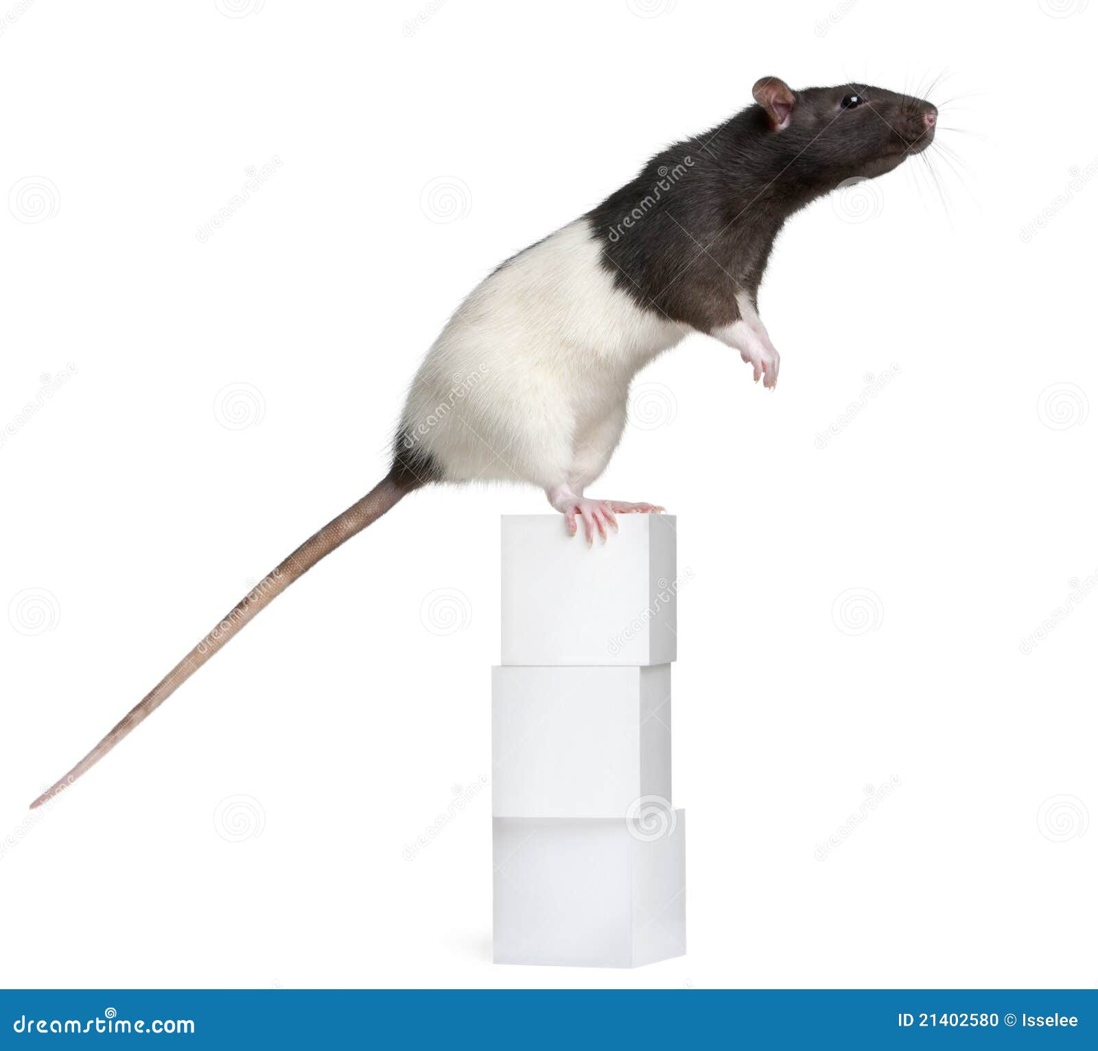 265 Rat Boxes Stock Photos - Free & Royalty-Free Stock Photos from ...