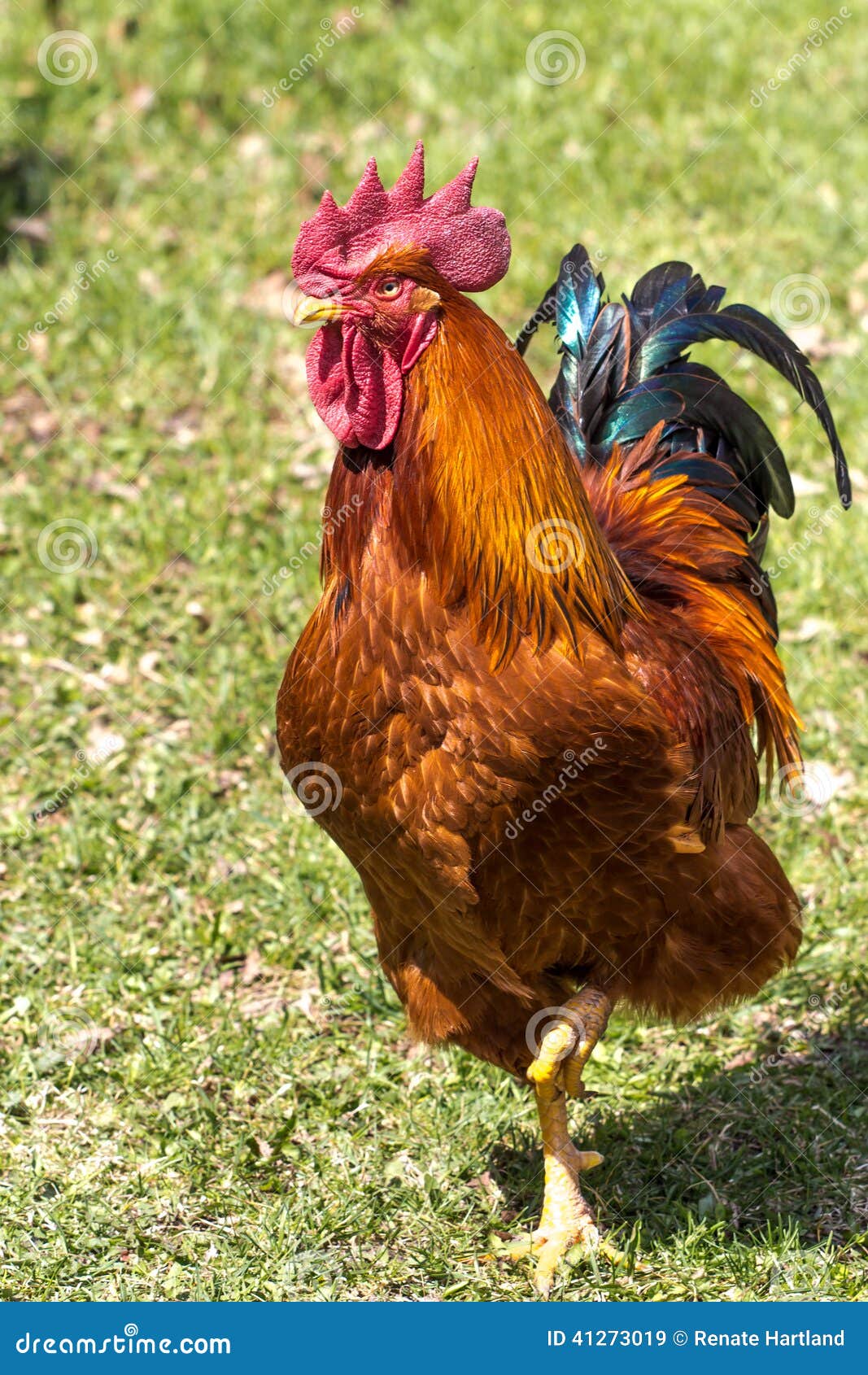 Fancy Rooster stock image. Image of looking, alert, yellow - 41273019