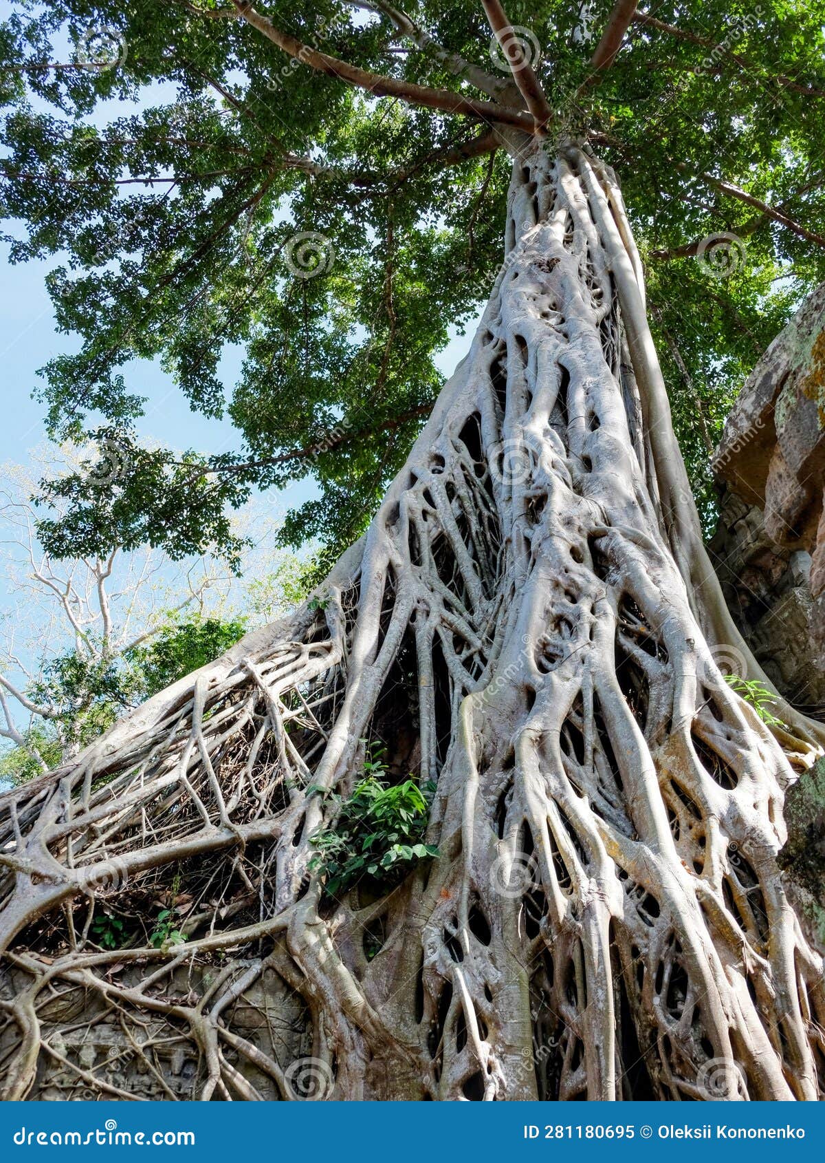 Fancy Roots of a Huge Tropical Tree, Walking Ficus, Banyan Stock Image ...