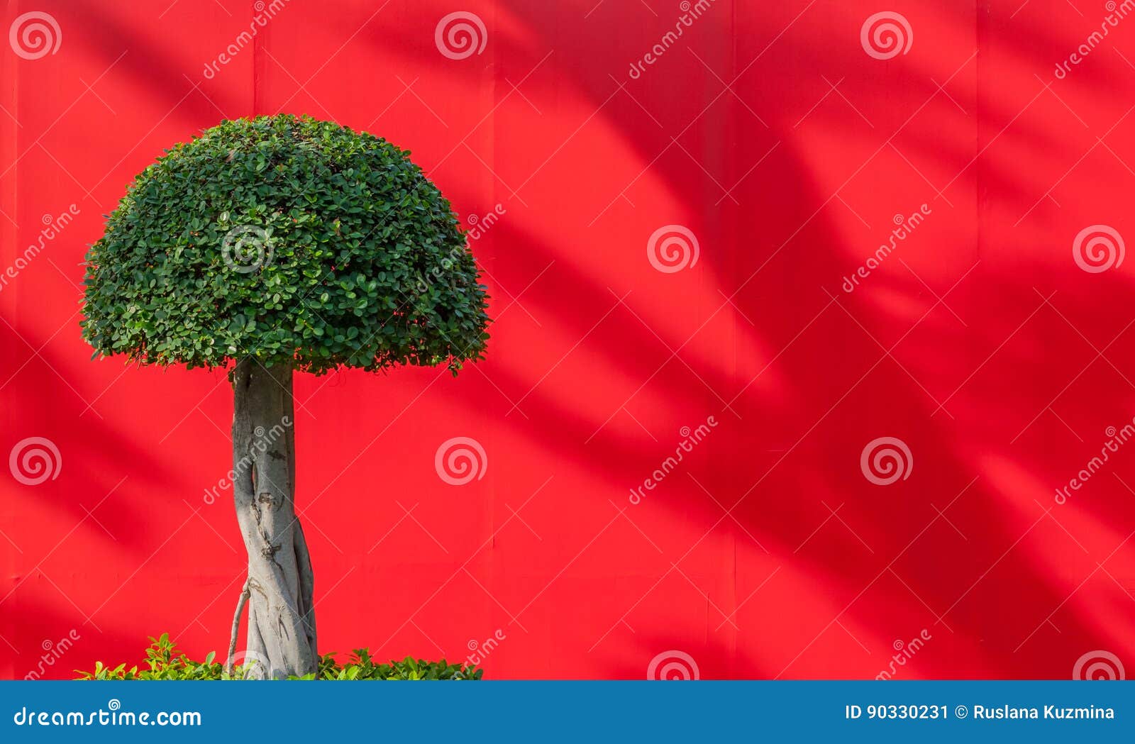 Fancy Round Shaped Tree on the Red Background with the Copy Space Stock ...