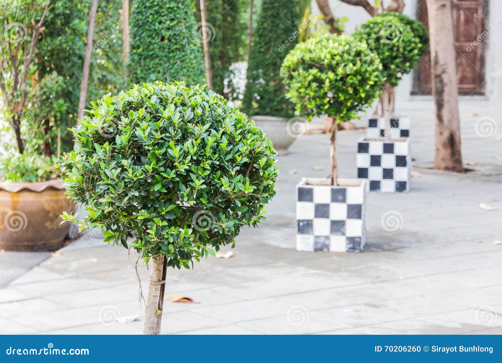 Fancy Shaped Decorative Tree Stock Photo - Image of grow, bush: 70206260