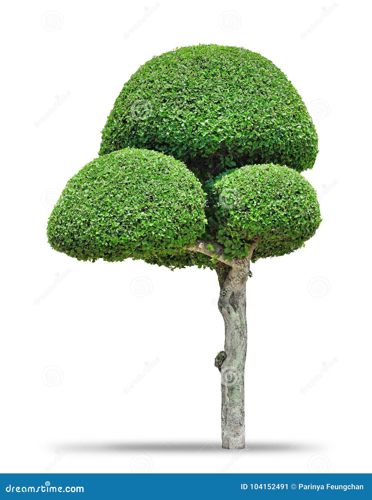 Fancy Shaped Decorative Tree Stock Photography | CartoonDealer.com ...